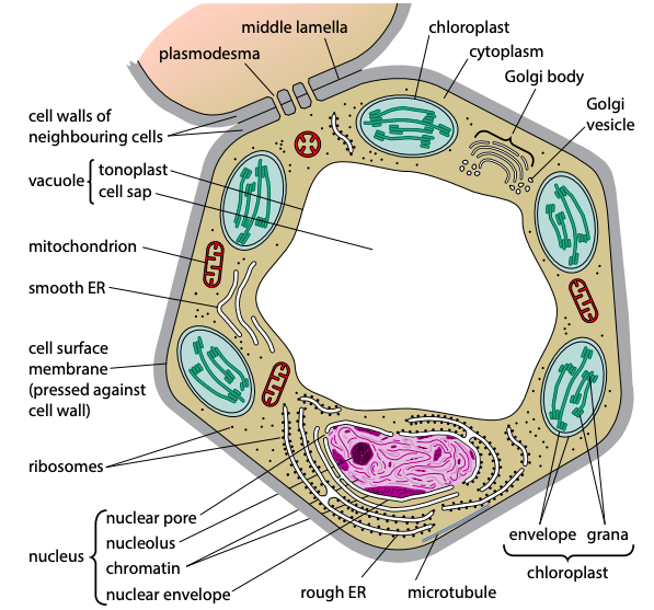 ZNotes | For Students. By Students.