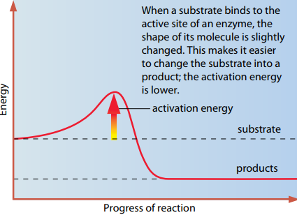 Enzyme Activation Energy Graph Activation Energy Controlling The