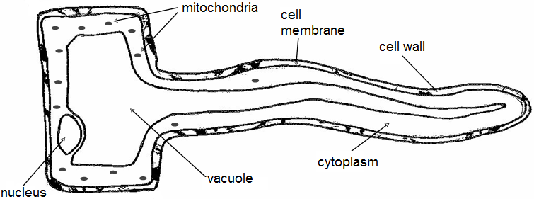 ZNotes | For Students. By Students.