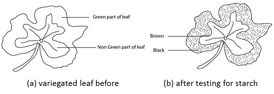 ZNotes | For Students. By Students.