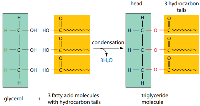 ZNotes | For Students. By Students.