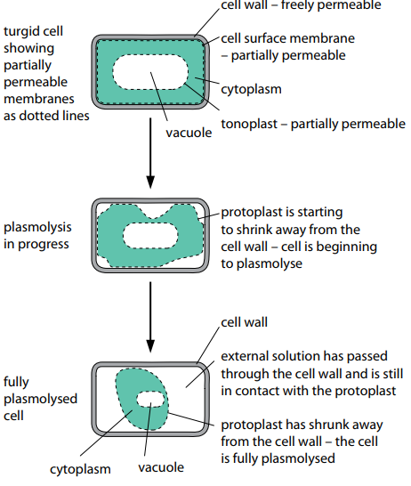 ZNotes | For Students. By Students.