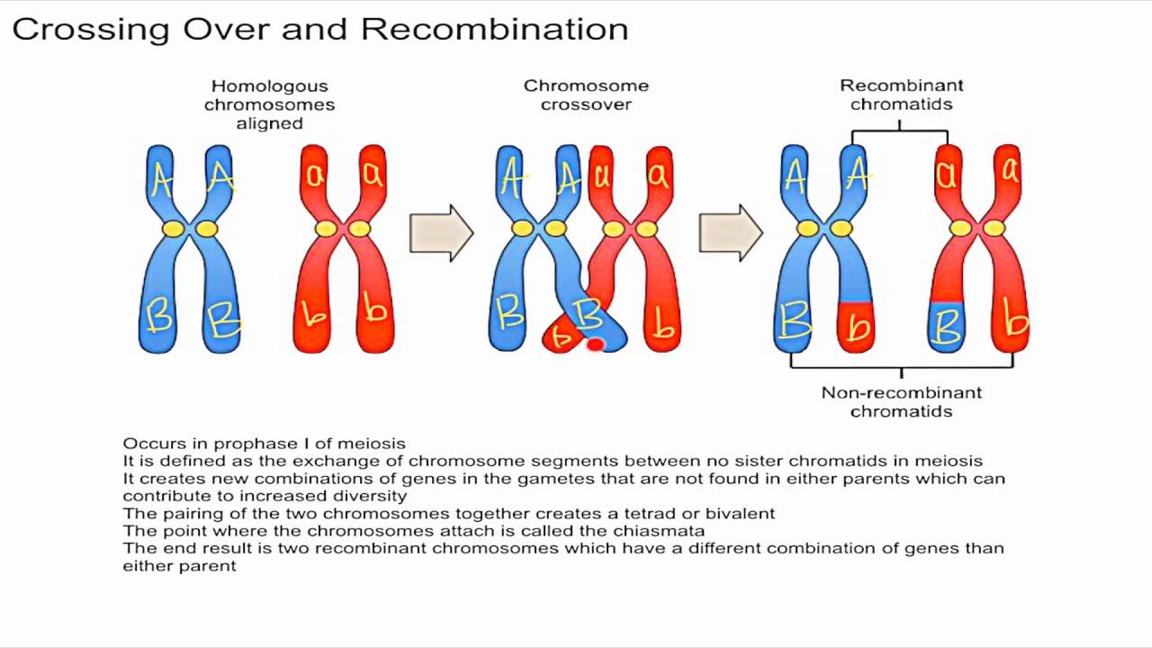 Genetic Variation Meiosis Genetic Recombination | Learn Science At